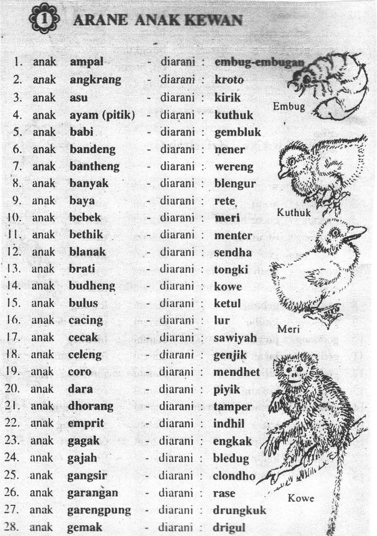 100 Nama Anak Hewan Dalam Bahasa Jawa Dan Suaranya | Kawruh Basa