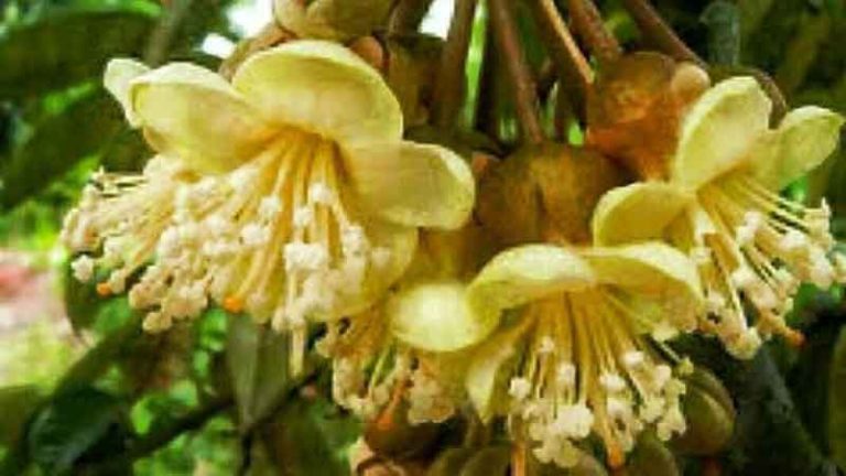 159 Nama Pohon, Daun, Bunga, Buah-buahan, Dan Bijinya Dalam Bahasa Jawa ...