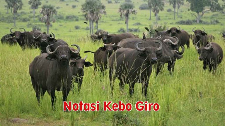 Notasi Kebo Giro, Pendek Dan Mudah Dimainkan Untuk Pemula | Kawruh Basa