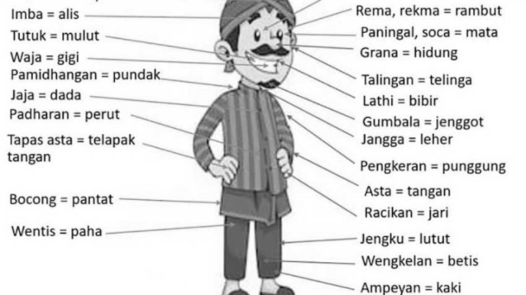 Bahasa Jawa Anggota Tubuh: Menjelajahi Istilah Dan Ungkapannya | Kawruh ...