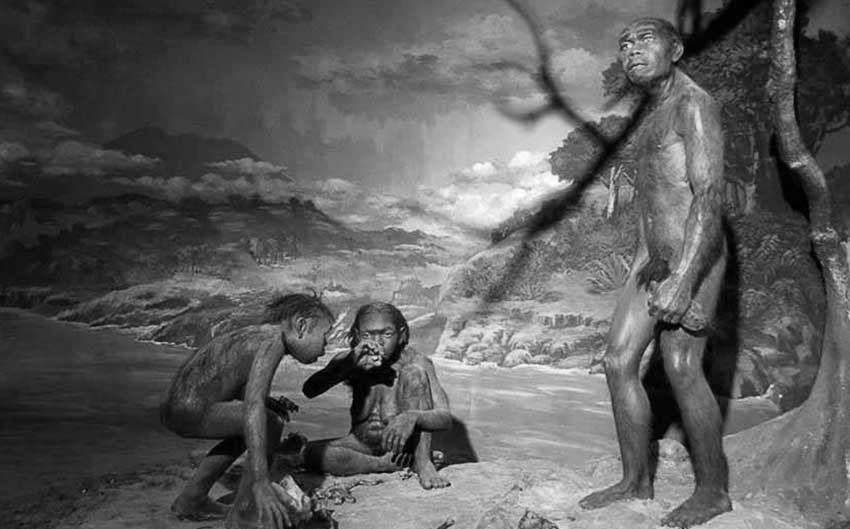 Meganthropus Paleojavanicus: Jejak Awal Manusia Purba Di Nusantara ...