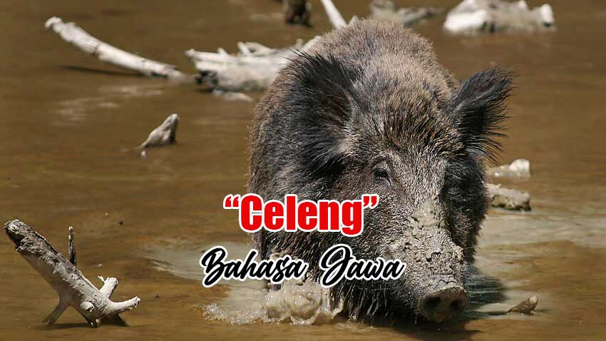 Arti Celeng Dalam Bahasa Jawa: Lebih Dari Sekadar Hewan Liar | Kawruh ...