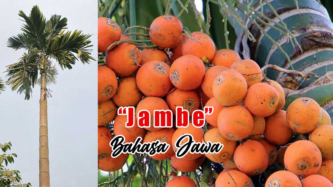 Menyingkap Makna Jambe Dalam Bahasa Jawa: Simbol Budaya Dan Kearifan ...